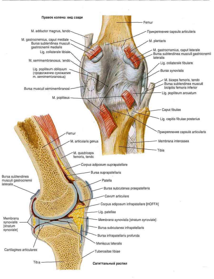 Коленный сустав — Травмаорто
